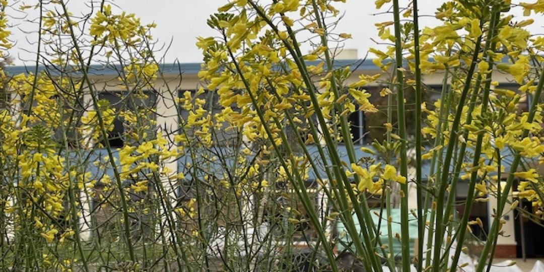 Raoul Wallenberg High School | SFUSD